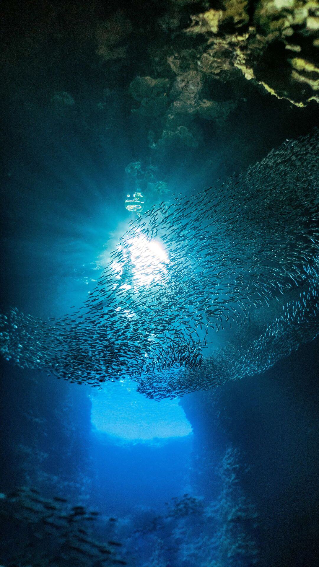 Moalboal Sardine Run | Avoid These Common Mistakes In 2024